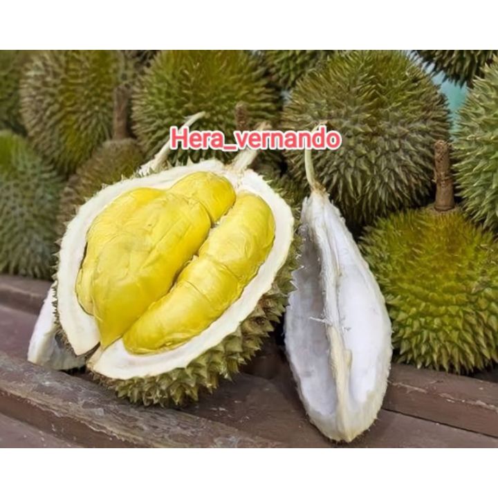 Bibit Durian Monthong Thailand Super Jumbo | Lazada Indonesia