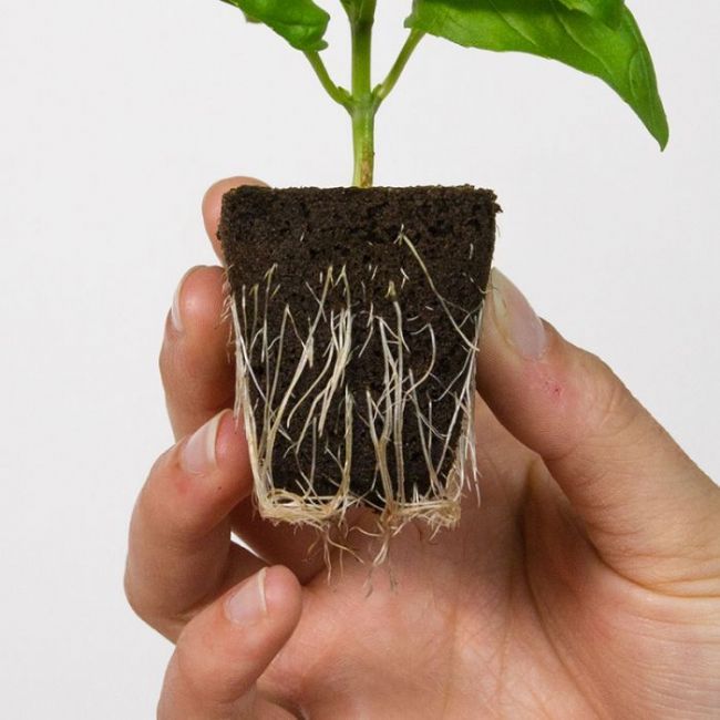 Root Riot แบ่งขาย 1 ก้อน ของแท้ 100% นำเข้าจาก USA ปักชำ เพาะ เมล็ด ชำ ...