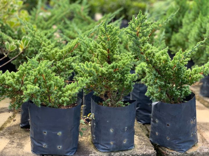 【Live Plant】Pokok Pine/ pancel pine/ ball pine/ japanese pine/ sleepng ...