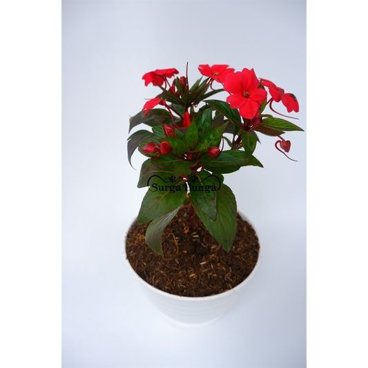 Tanaman Bunga Pacar Air - Pacar Hawai Warna Impatiens | Lazada Indonesia