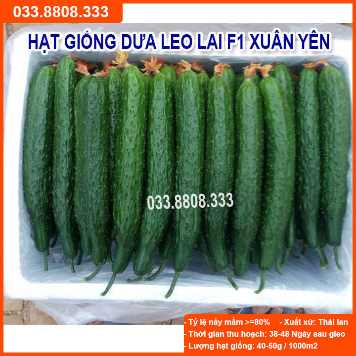 Hạt Giống Dưa Leo Lai F1 Xuân Yên (VA.68) – gói 1gram- Dưa Quả Dài Đẹp ...