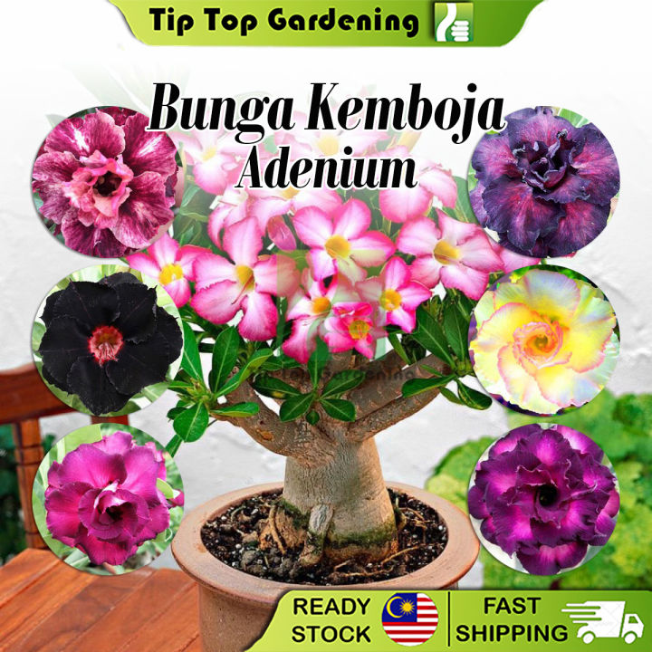 Real Live Plant Adenium Thailand (Random) Bunga Kemboja Pokok Hidup 富贵花 ...