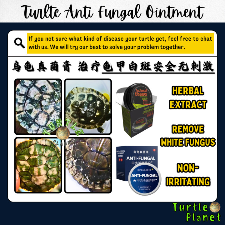 Anti fungal Ointment for turtle ubat kura kura fungus turtle shell ...