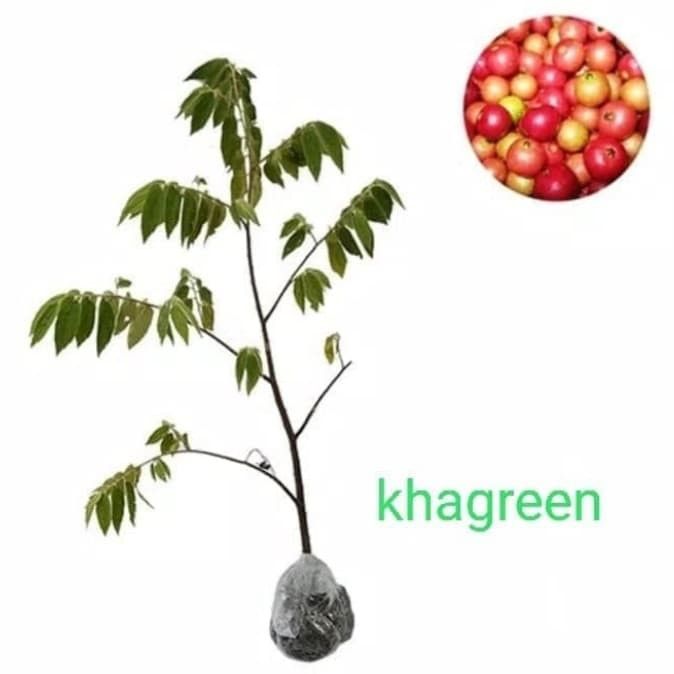 Promo Bibit Tanaman buah Seri-Ceri-Karsen-Kersen-daun-Talok-Pohon ...