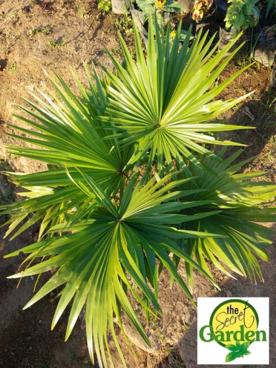 Dwarf Anahaw Plant with FREE plastic pot, and garden soil (Outdoor ...