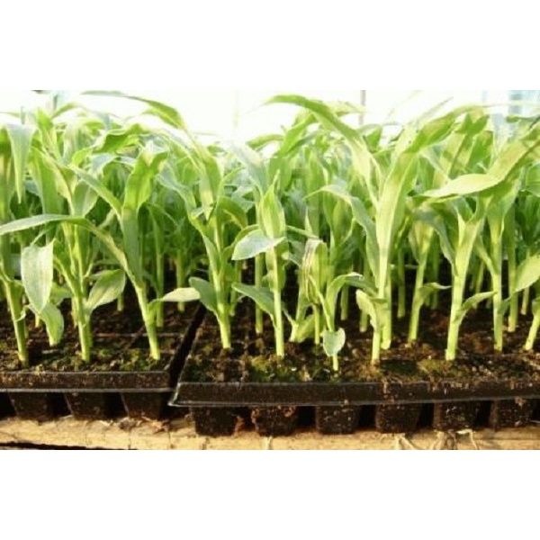 9 unit Anak Pokok Jagung Madu Usia Satu Minggu Lebih Benih Jagung Madu ...