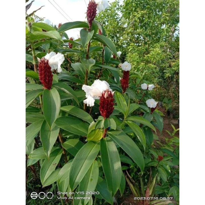 POKOK SETAWAR HUTAN HIASAN TAMAN UBAT TRADISIONAL | Lazada