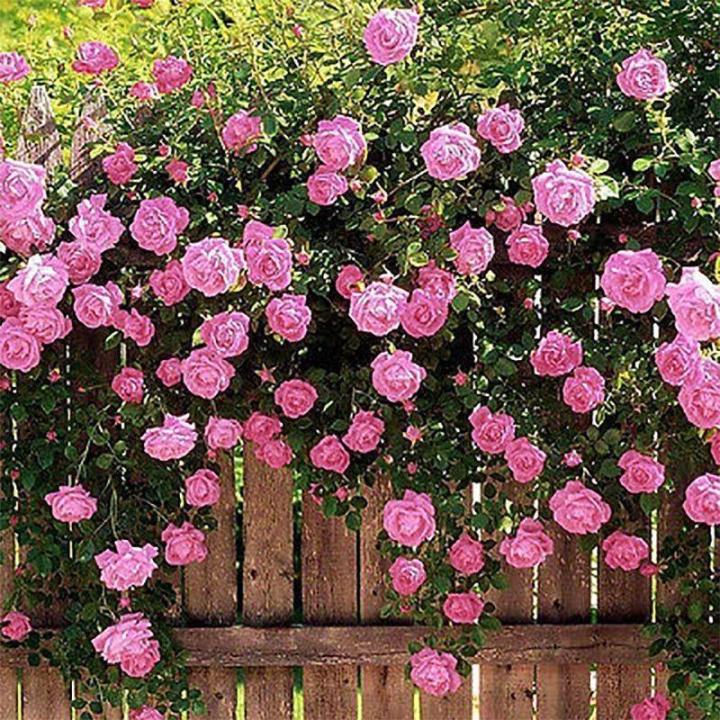 Philippines Ready Stock 100 Pcs/Set Climbing Rose Seeds Fragrant Home ...
