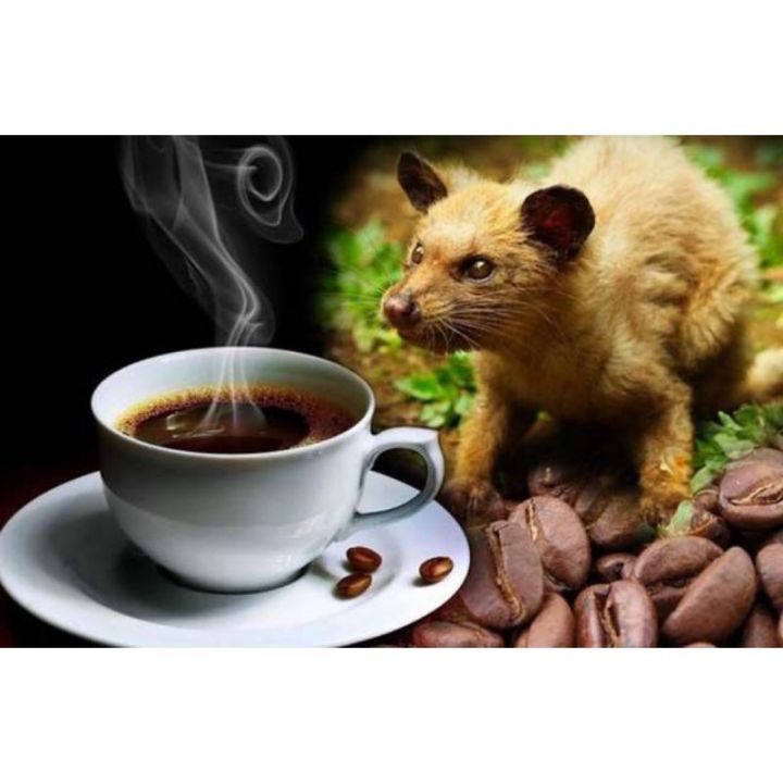Musang / Civet / Alamid Coffee or Kopi Luwak KETO-FRIENDLY (250g, 500g ...