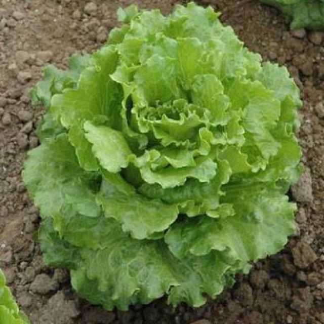 Nevada summer crisp lettuce vegetable seeds | Lazada PH