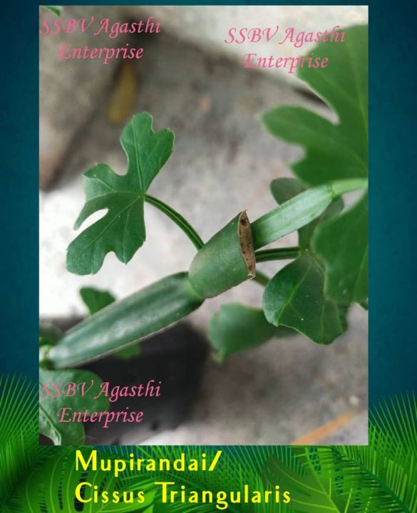 LIVE PLANT-Mupirandai/முப்பிரண்டை/Cissus Triangularis | Lazada