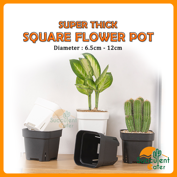 Thick Square Flower Pot Succulent Cactus Plastic Plastik Pasu 塑料花盆 | Lazada