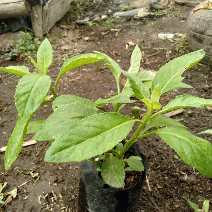 Tanaman Sambung Nyawa | Lazada Indonesia