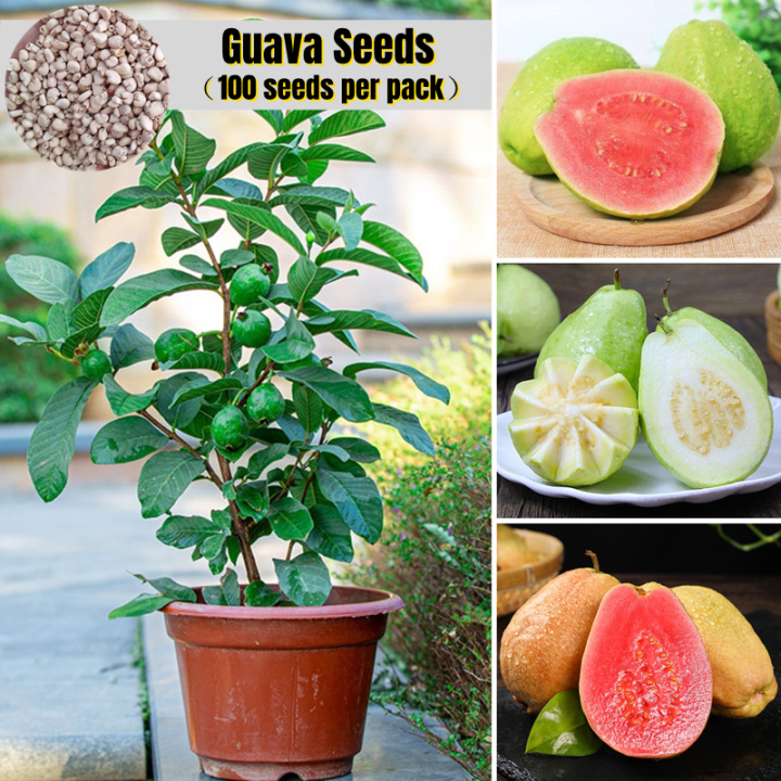 [Easy To Grow In Malaysia] 100pcs Sweet Guava Seeds ( Seedless Guava ...