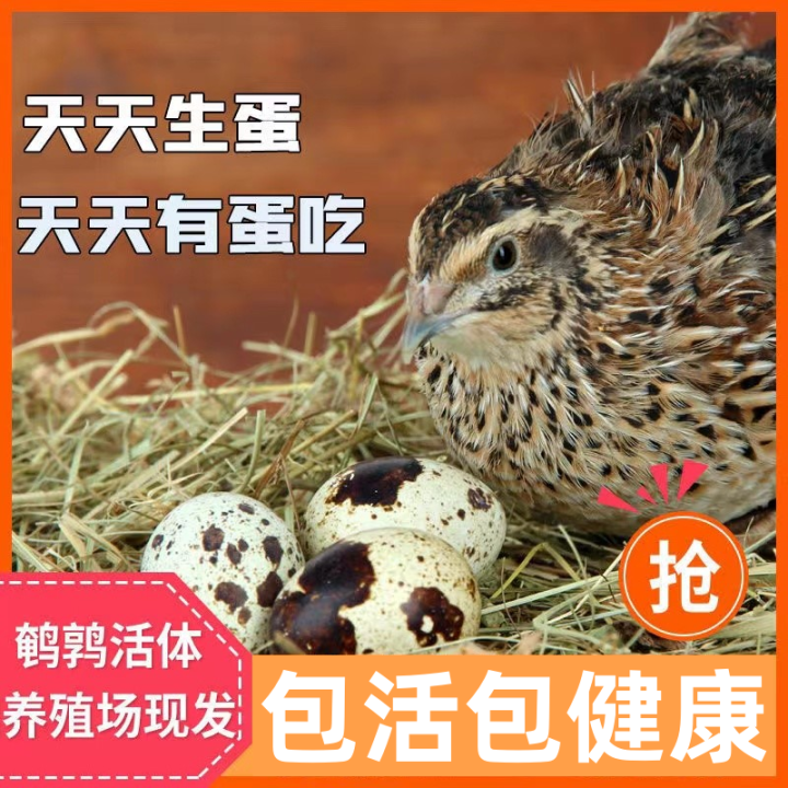 Live quail seedlings lay eggs every day. Live quail birds are raised on ...
