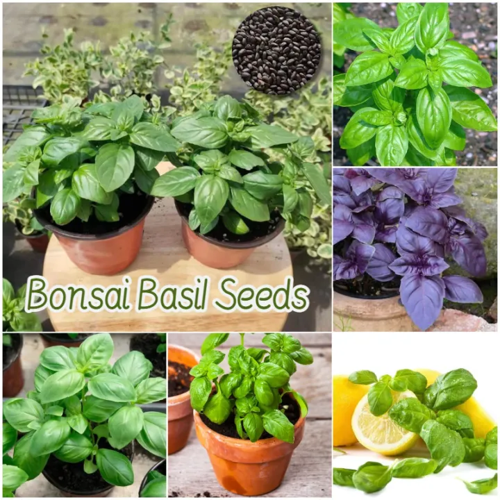 [Easy to grow in the Philippines] 150pcs Basil Seeds for Planting ...