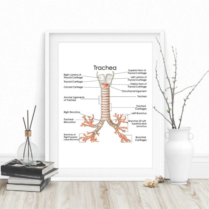 Trachea Diagram Prints Medical Education Chart Poster Doctor Office ...
