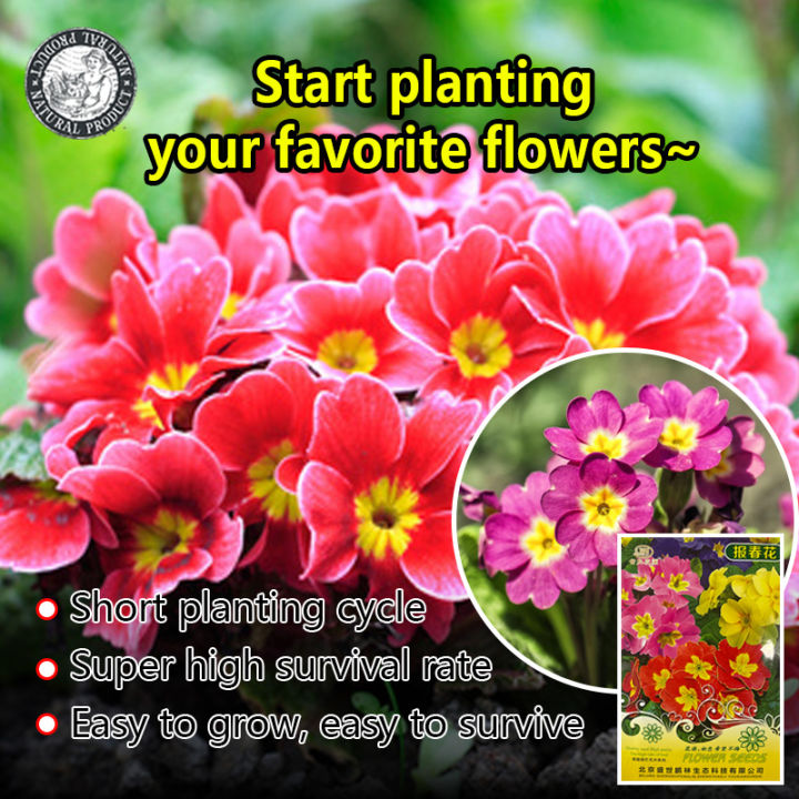 High Quality Rare Primula Seeds (10 Seed) Primrose Primula acaulis ...