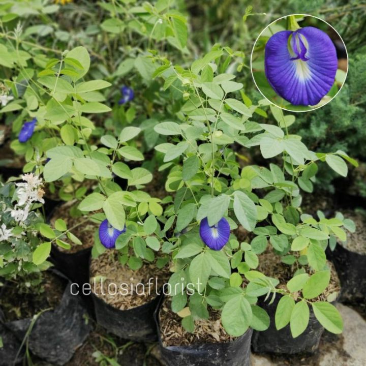 Tanaman Bunga Telang / Kembang Telang pohon hidup | Lazada Indonesia