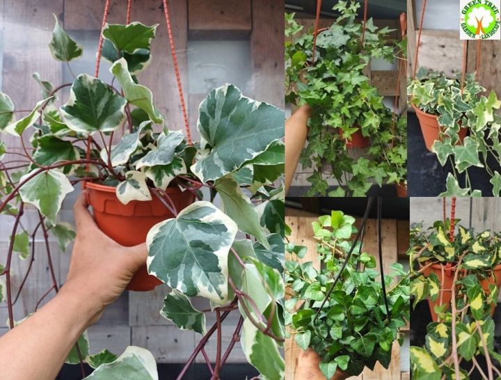 INDOOR PLANT - Algerian english ivy (Hedera algeriensis or Hedera ...