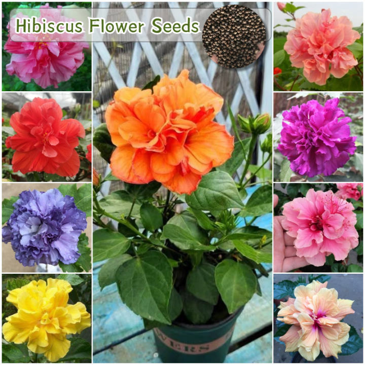 [100% Original Seed] Mixed Hibiscus Flower Seeds for Gardening Bonsai ...
