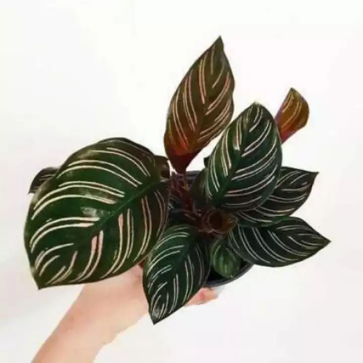 Tanaman hias calathea pin strip / tanaman hias ornata / pohon calathea ...