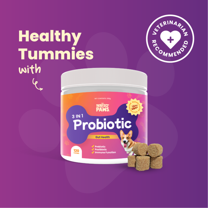 The Perfect Paws 3-in-1 Probiotic for Dogs – 120 Chews | Supports ...