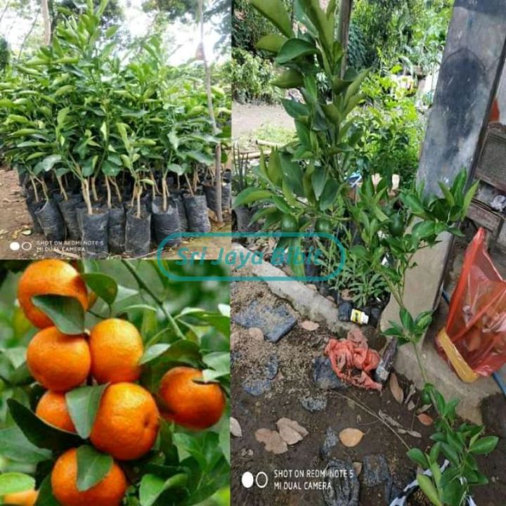 Bibit Pohon Jeruk Santang Madu 1 Meter Siap Berbuah | Lazada Indonesia
