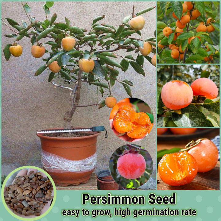 [Fast Growing Seeds] Mixed Varieties Persimmon Tree Seeds for Planting ...