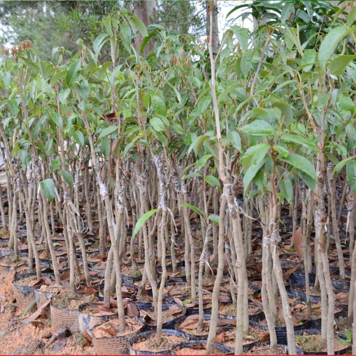 Litchi seedlings grafted with litchi seedlings can be planted with soil ...