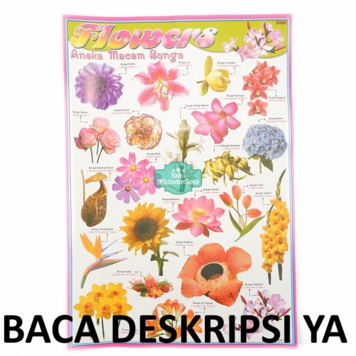 Poster Edukasi Aneka Macam Bunga Alat Anak 35x50cm - 1 Lembar | Lazada ...