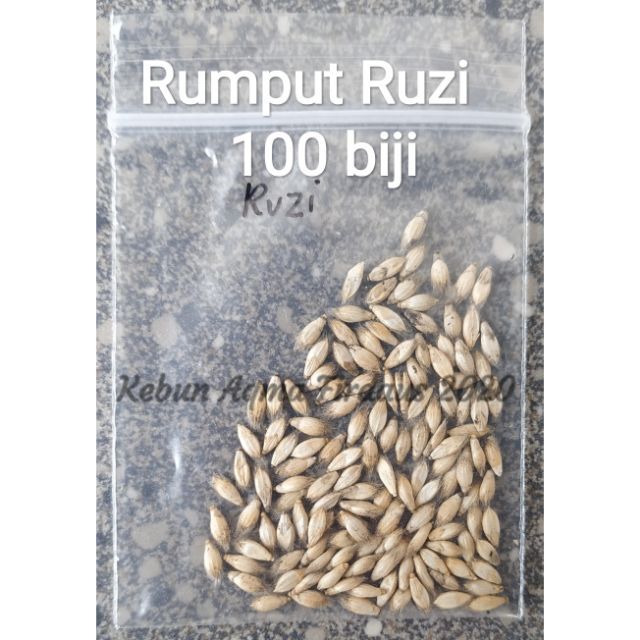 Malaysia Stock BIJI BENIH RUMPUT RUZI 100 BIJI | Lazada