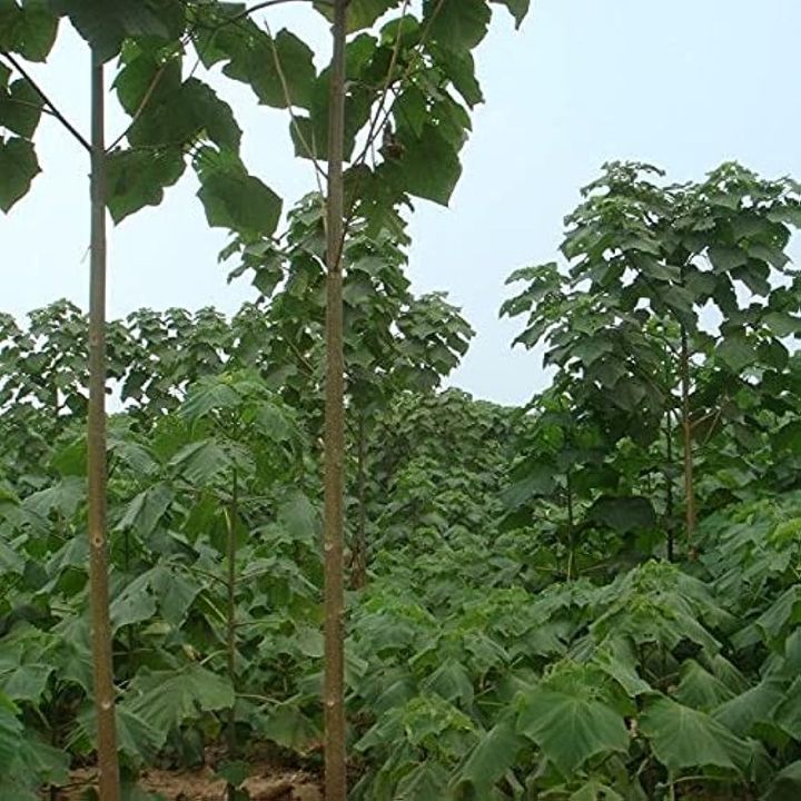 Shantong Hybrid Seeds | Paulownia Shan Tong Tree Seeds. | Lazada PH