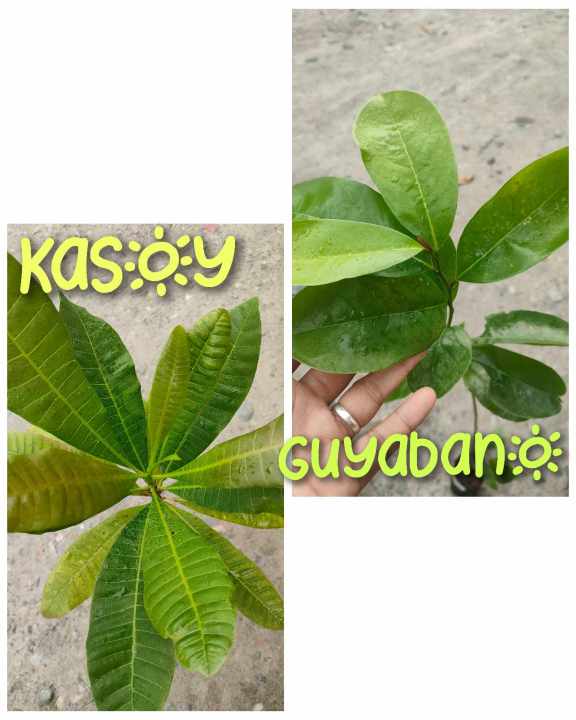 Grafted Kasoy and Sweet Guyabano Fruit Trees ( NO FRUIT) Real or Live ...