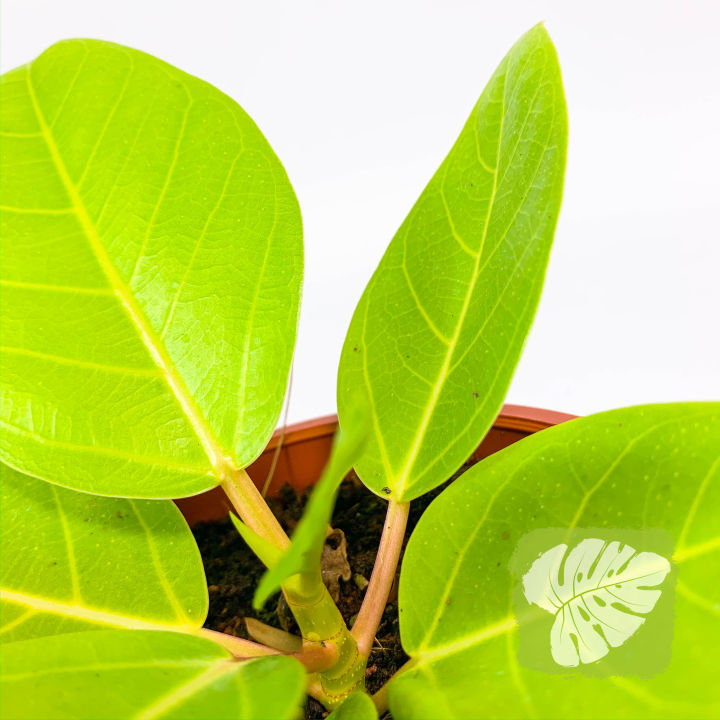 Ficus Elastica Aureum Rare IOB | Lazada