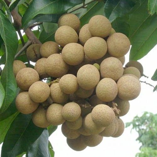 Longan Seeds fruit tree seeds Buy One Get One Free | Lazada PH