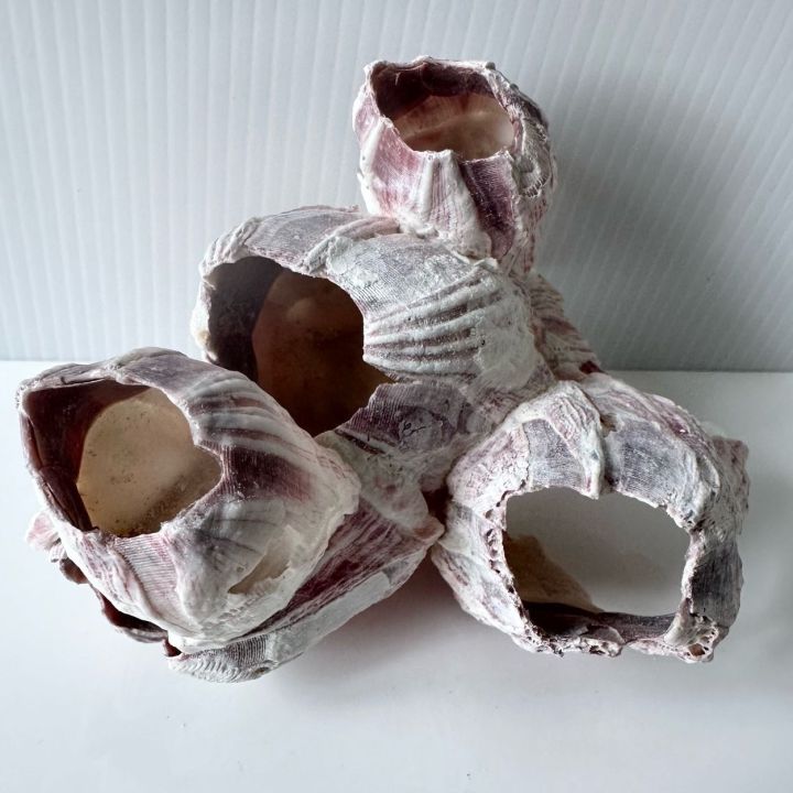 Beautiful Natural and Non-Artificial Barnacles for Wonder shrimp Opae ...