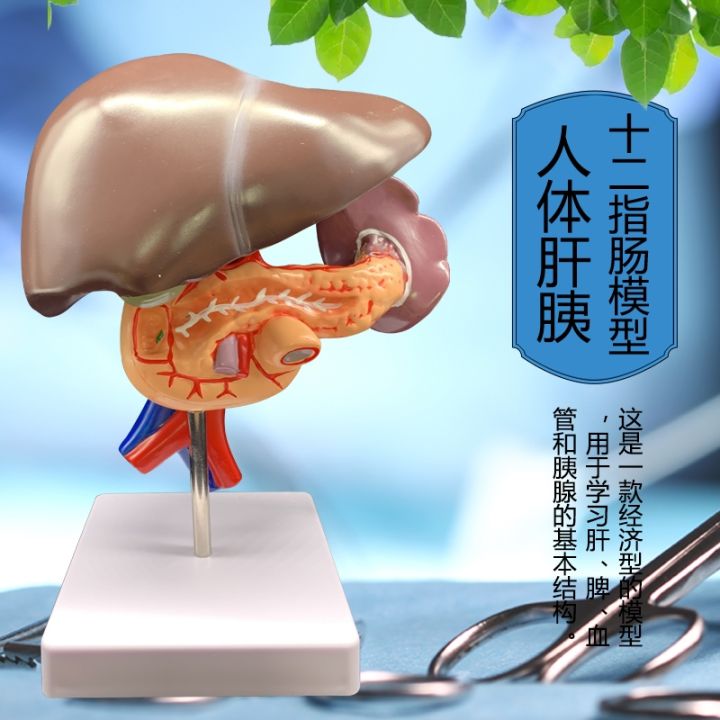 Liver pancreas duodenum model liver gallbladder die pancreatic ... Liver pancreas duodenum model liver gallbladder die pancreatic ...