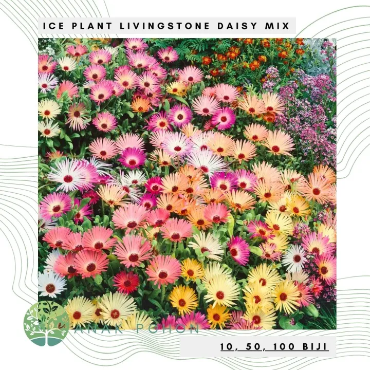 Benih Bibit Biji - Bunga Ice Plant Livingstone Daisy Mix ...
