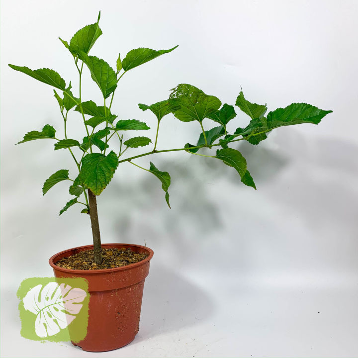 Mulberry Tree Sapling IOB | Lazada