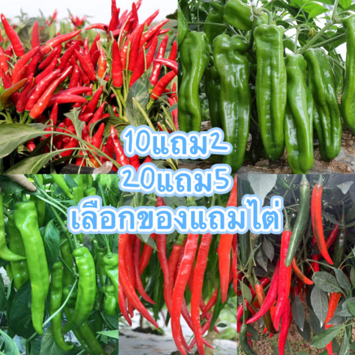 [10 เเถม 2คละได้]เมล็ดพันธุ์ พริกขี้หนู พริกชี้ฟ้ าพริกยาว พริกเขาแพะ ...