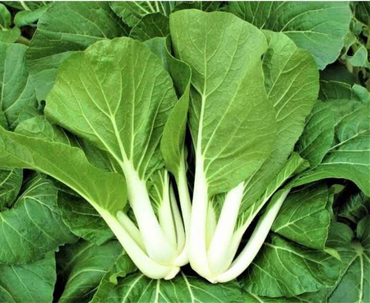 Pechay seeds Organic/Pak choi imported | Lazada PH