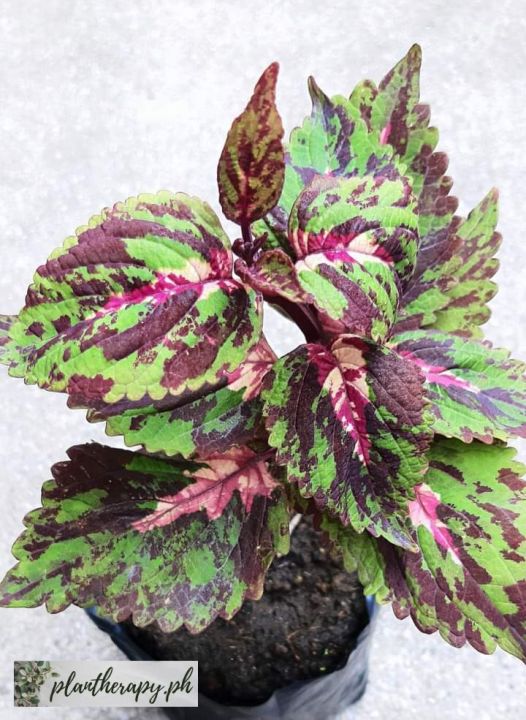 Mayana Coleus Tricolor (1 stem) - Free pot and white pebbles | Lazada PH
