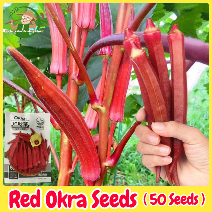 Fresh Organic Red Okra Seeds for Planting (50 Seed) High Yield Legit ...