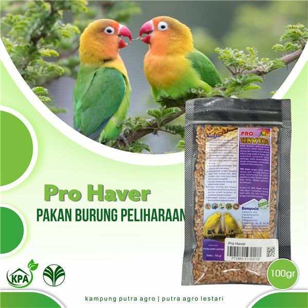 Biji Oat, Haver kupas, Pakan burung lengkap dengan probiotik dan ...