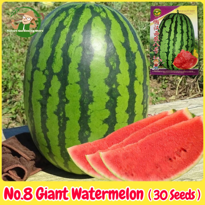 Fresh Organic Giant Watermelon Seeds for Planting (30 Seeds) Biji Benih ...