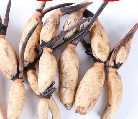 Lotus root seedling ornamental lotus pond lotus root hydroponic paddy ...