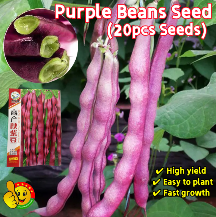 100% Original High Yield Purple Beans Seeds for Sale (Fresh 20pcs Seeds ...