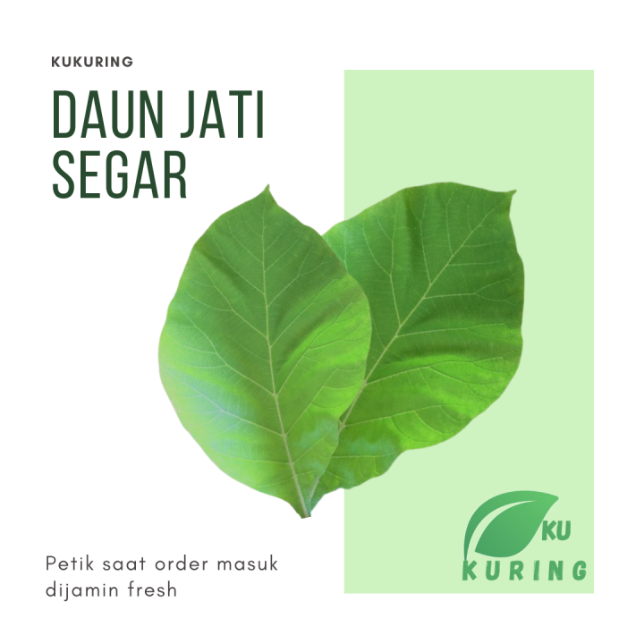 Daun Jati Segar 1Kg - Daun Jati Asli Pilihan Untuk herbal dan media ...