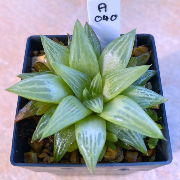 Haworthia turida ‘Hanakagaminishiki’ A040 | Lazada.co.th
